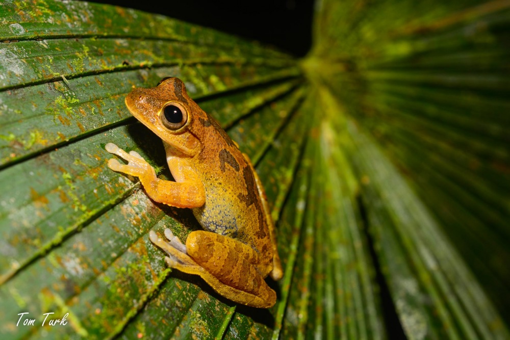 Kostarika / Costa Rica – Tom Turk nature photography